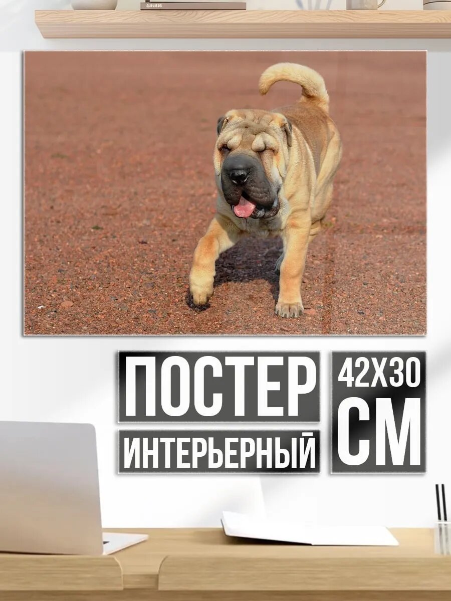 Плакат постер Пес Чау Лежит