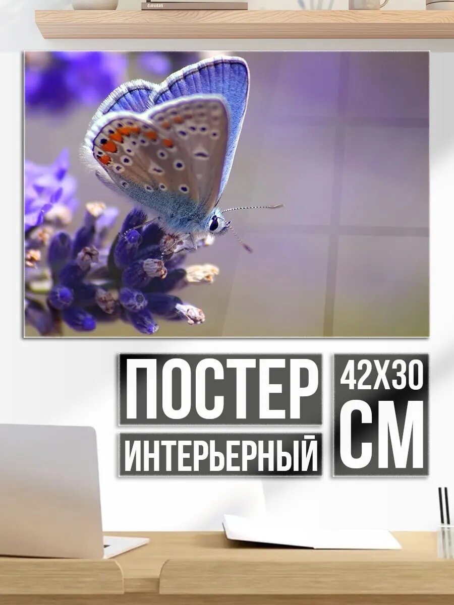Плакат постер Бабочка на лаванде