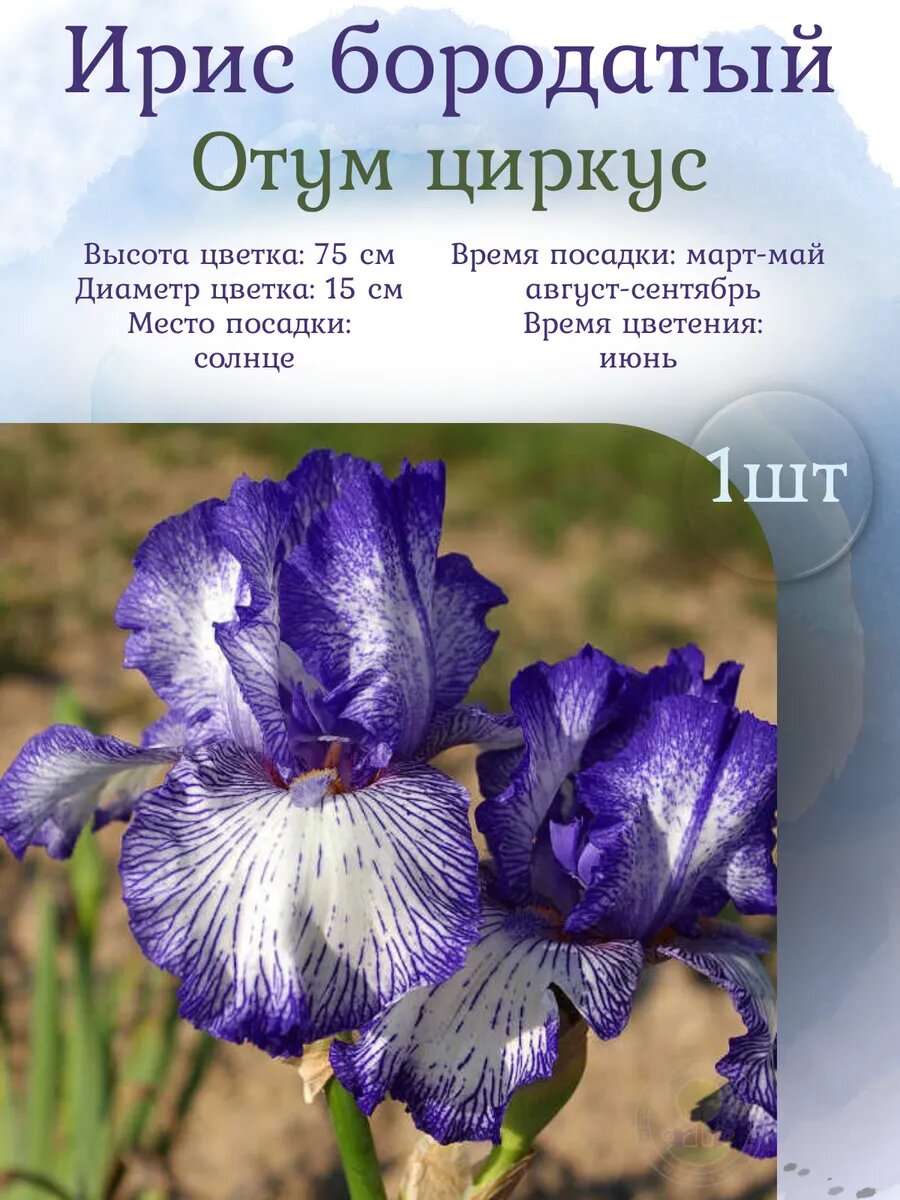 Ирис бородатый, многолетние цветы, корень 1 штука