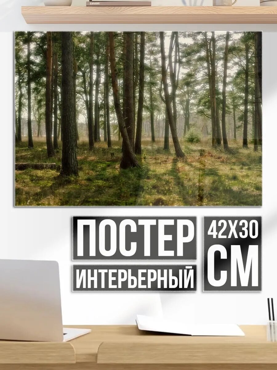 Плакат постер Солнечный лес