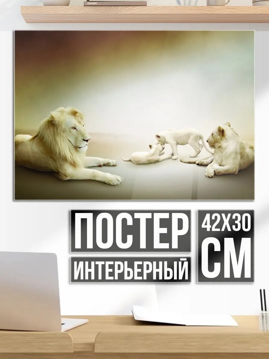 Плакат постер Белые львы