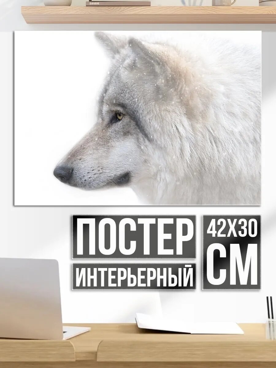 Плакат постер Белый волк