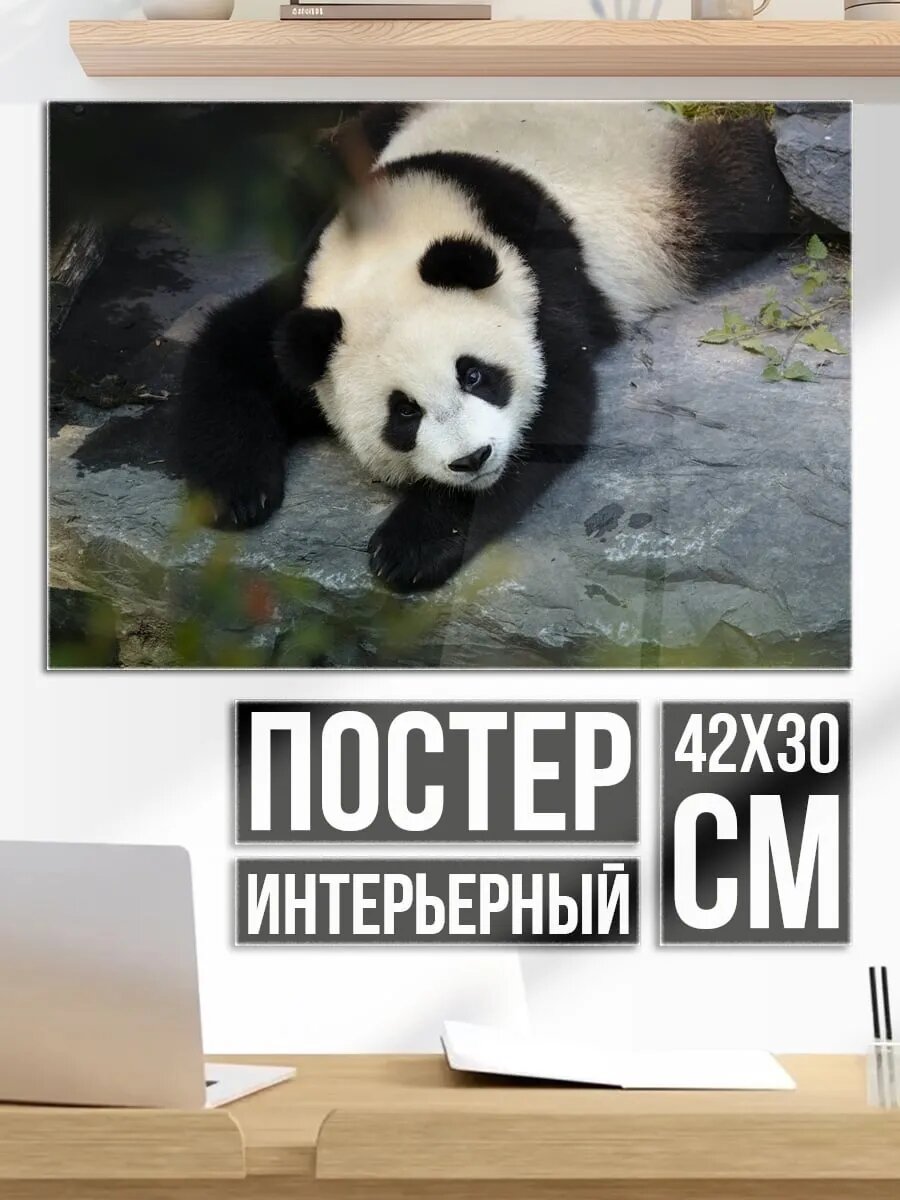 Плакат постер ленивая панда