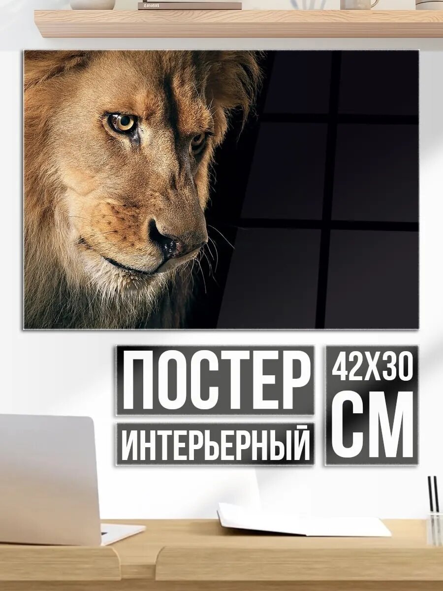 Плакат постер Портрет льва крупно
