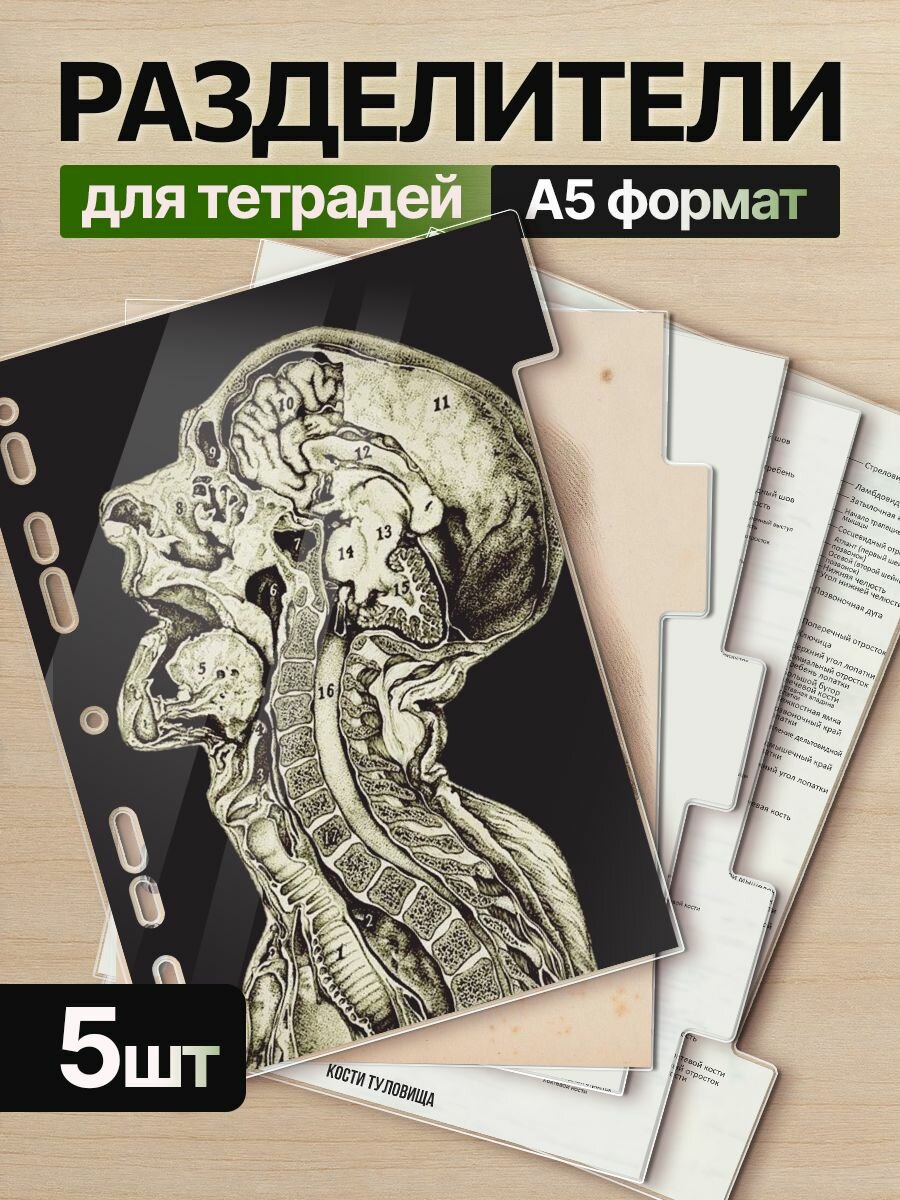 Разделители для тетради на кольцах А5 анатомия человека
