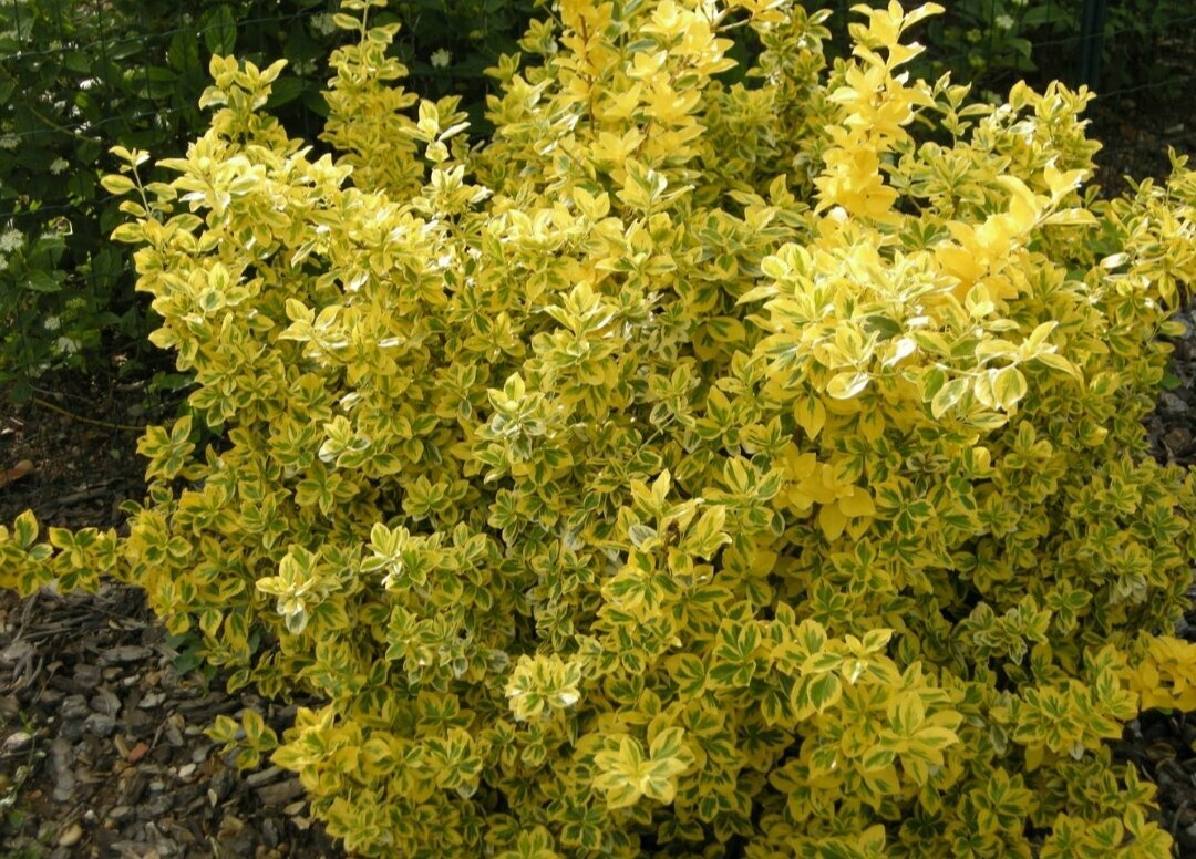 Бересклет Форчуна Эмеральд Голд (Emerald Gold), 35-45, С10