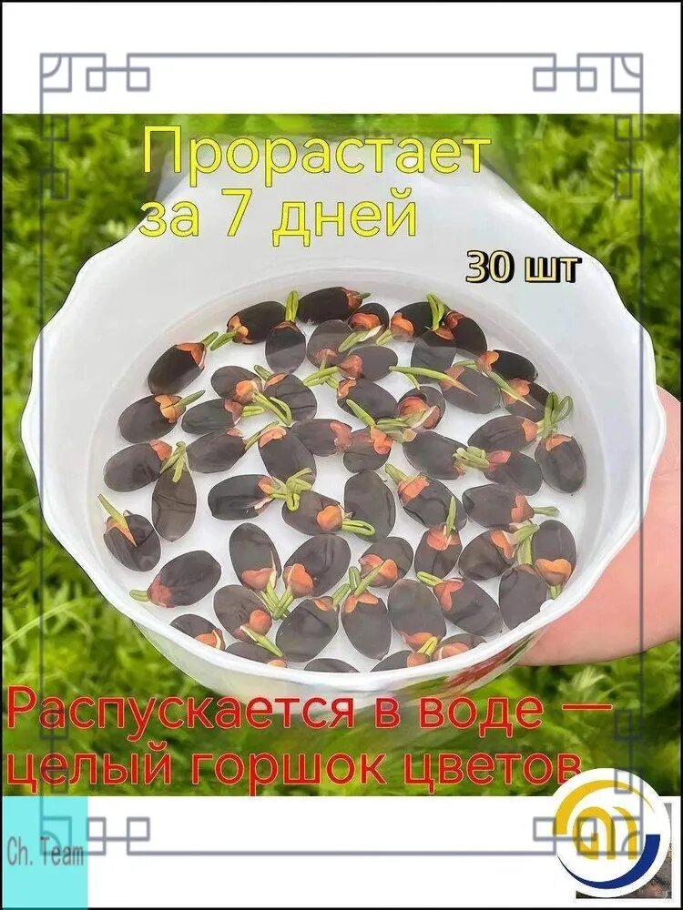 Семена кувшинок Кувшинки для прудов и домашних аквариумов, быстрое цветение