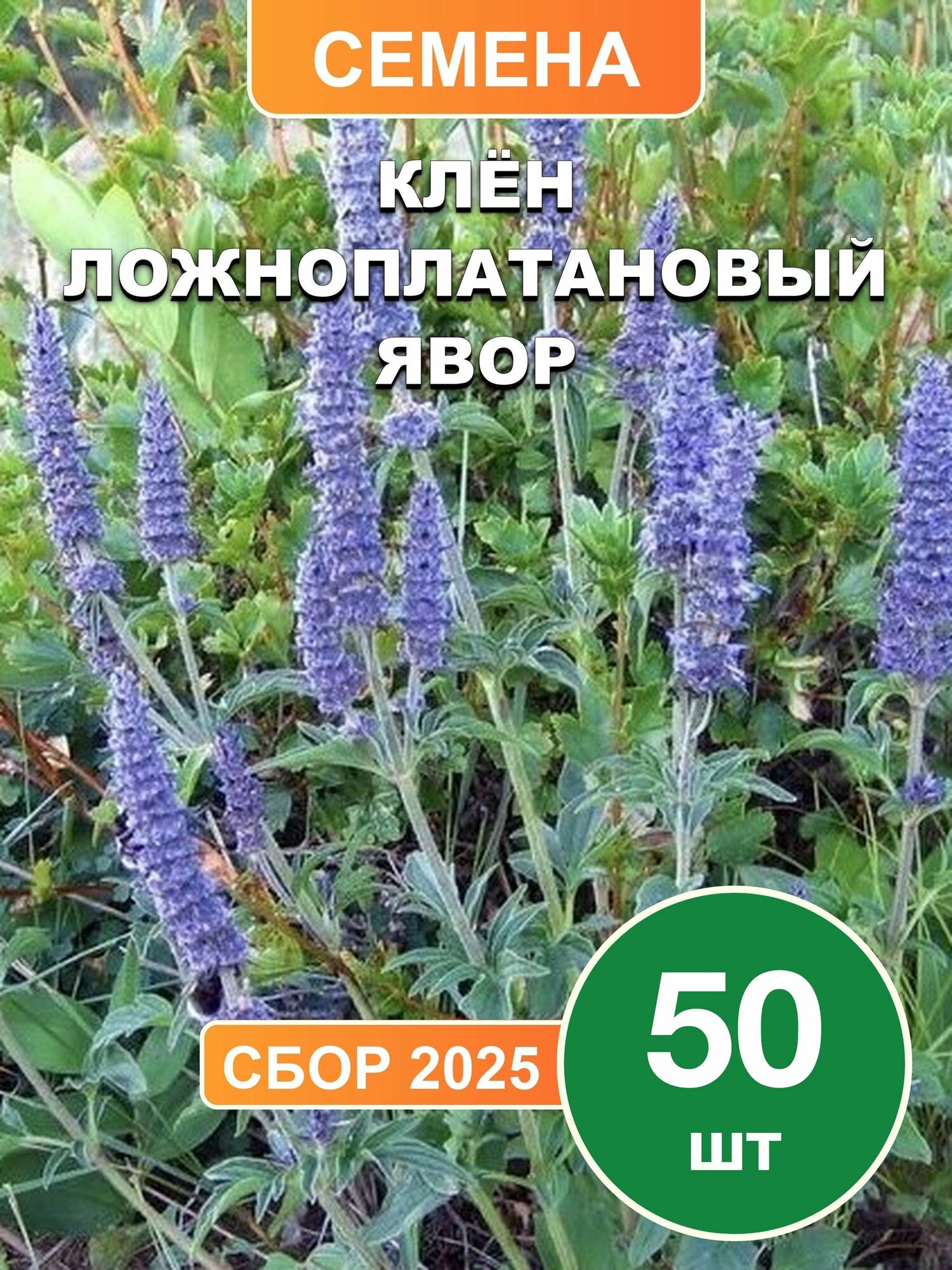 Шизонепета, семена, 50 шт