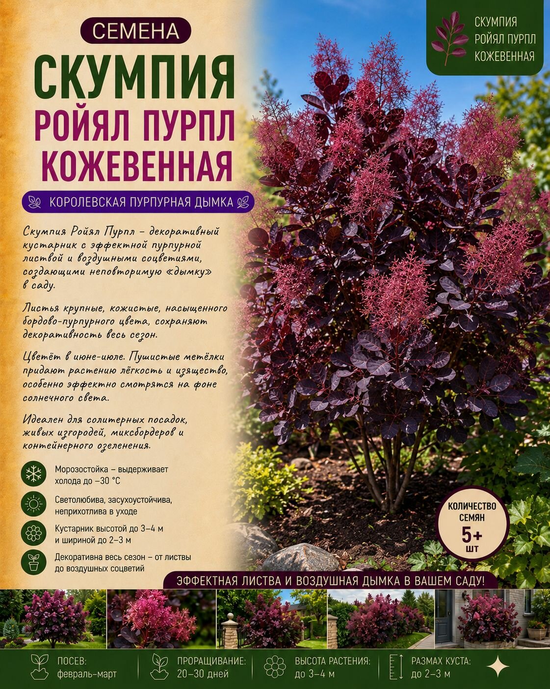 Скумпия Ройял Пурпл кожевенная семена