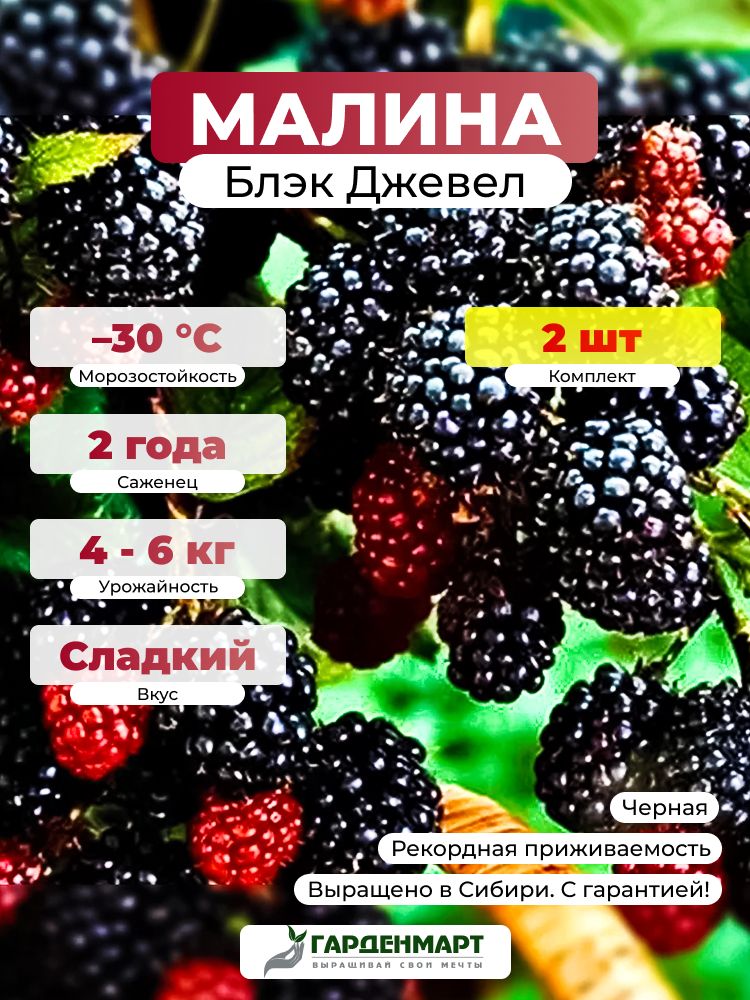Саженец Малина черная Блэк Джевел, комплект 2 шт.