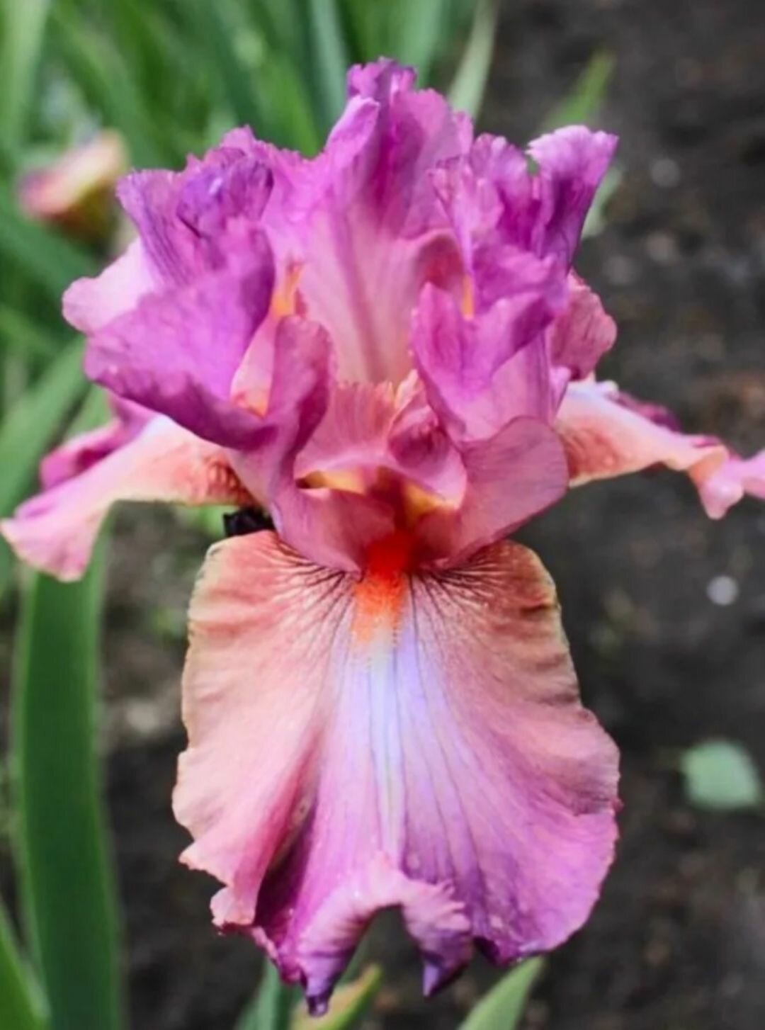 Корни бородатого ириса розовый (Pink Taffeta). Сортовой, пастельно-малиновый. Облако сладости на клумбе. Зимостойкий