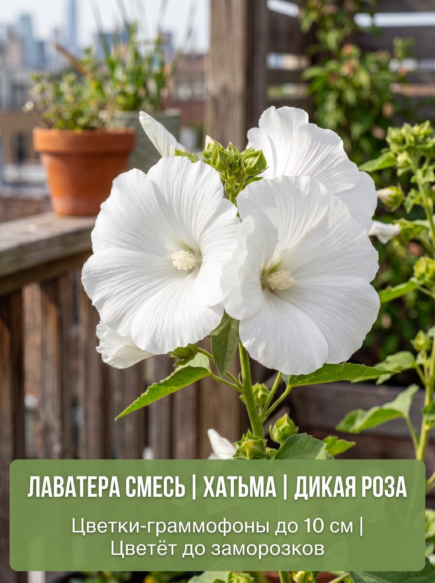 Семена Лаватера Белая (хатьма, дикая роза) цветки-граммофоны для ленивых дачников