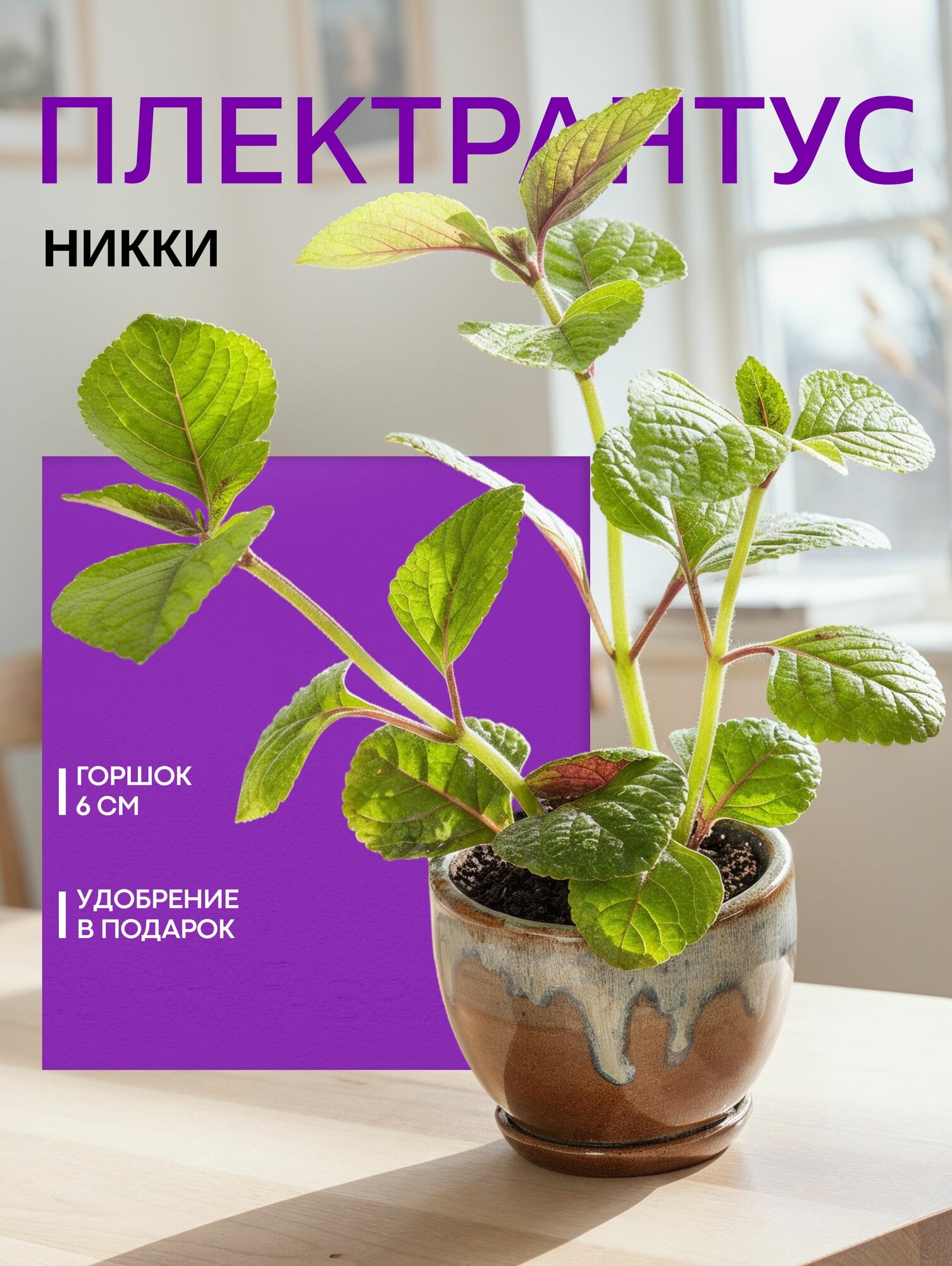 Плектрантус Никки комнатный цветок в горшке живой