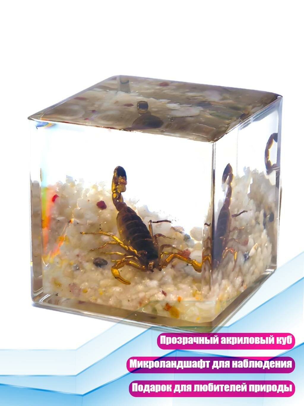 Прозрачный акриловый блок для насекомых, 4CM - Золотой скорпион