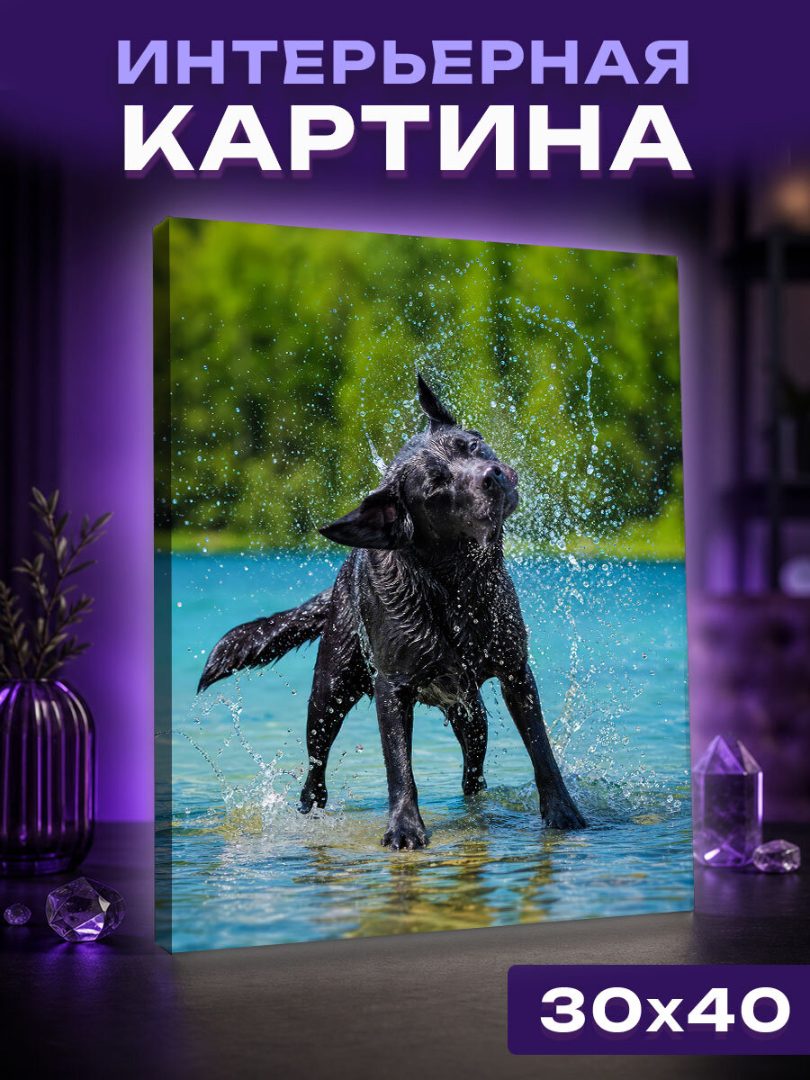 Интерьерная картина черный лабрадор отряхивается от воды