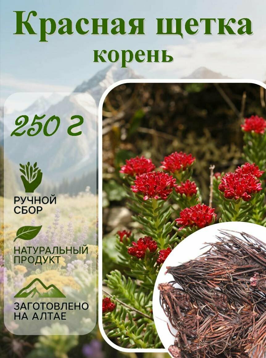 Красная щетка (радиола четырехчленная), корень цельный, 250 гр