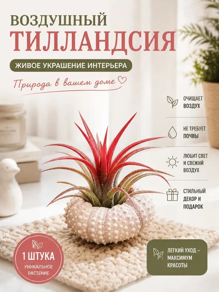 Тилландсия воздушное растение для дома очищающее воздух