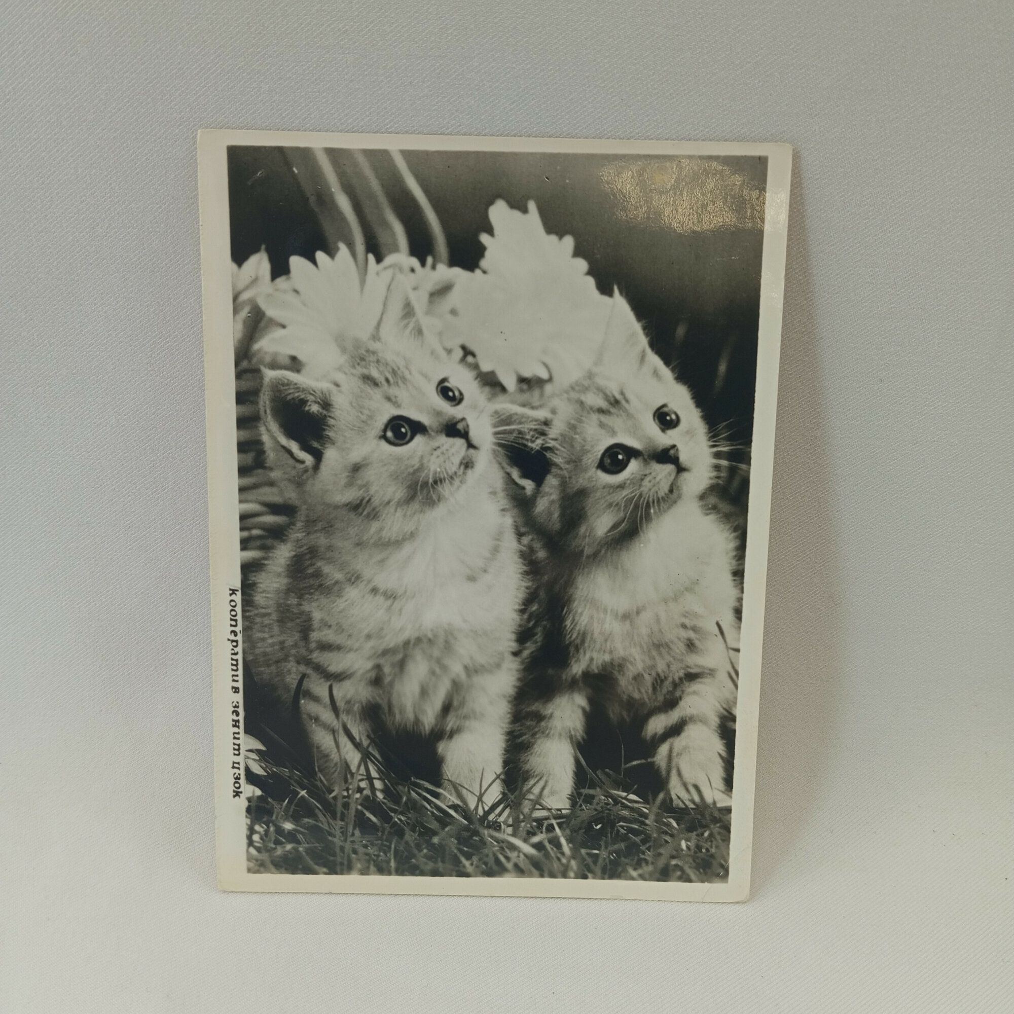 Открытка советская СССР. Котята, черно белая фотооткрытка с цветами, животные, винтаж