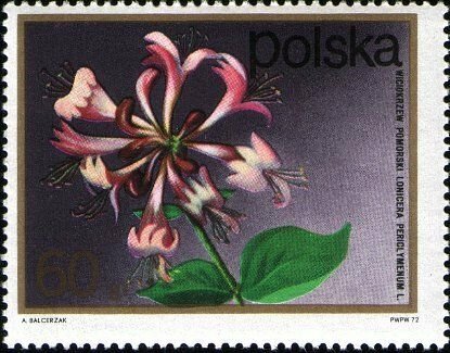 (1972-075) Марка Польша "Жимолость" Кустарниковые Цветы II O