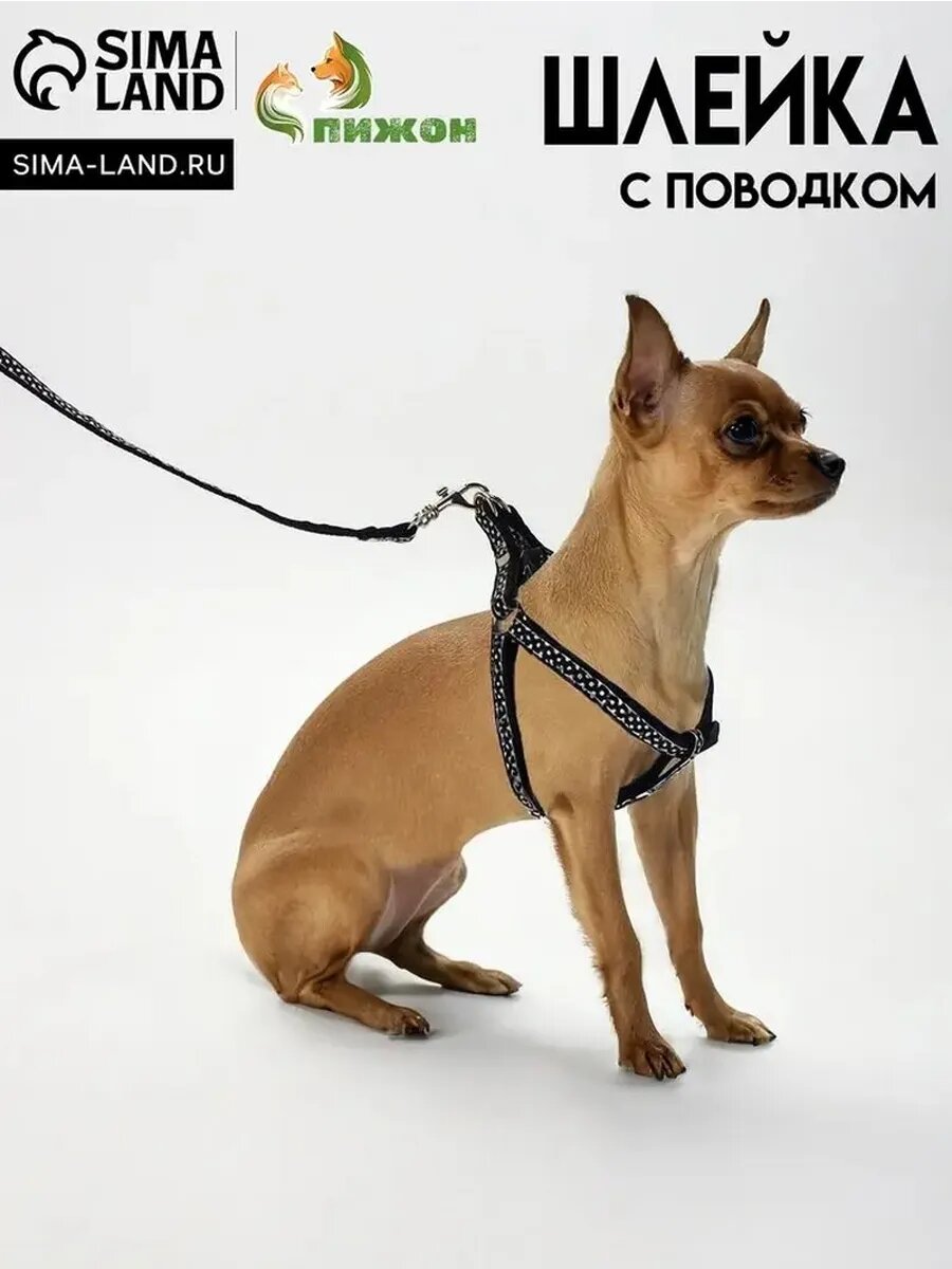 Стильный комплект амуниции для маленьких собак