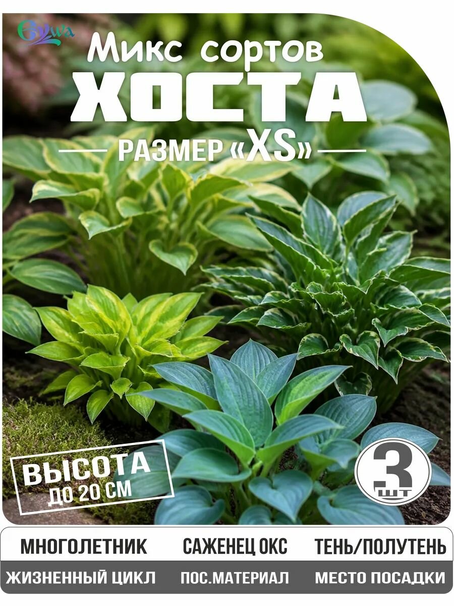 Хоста Микс сортов размер XS, 3шт, высота 20 см. цвет разный Eywa