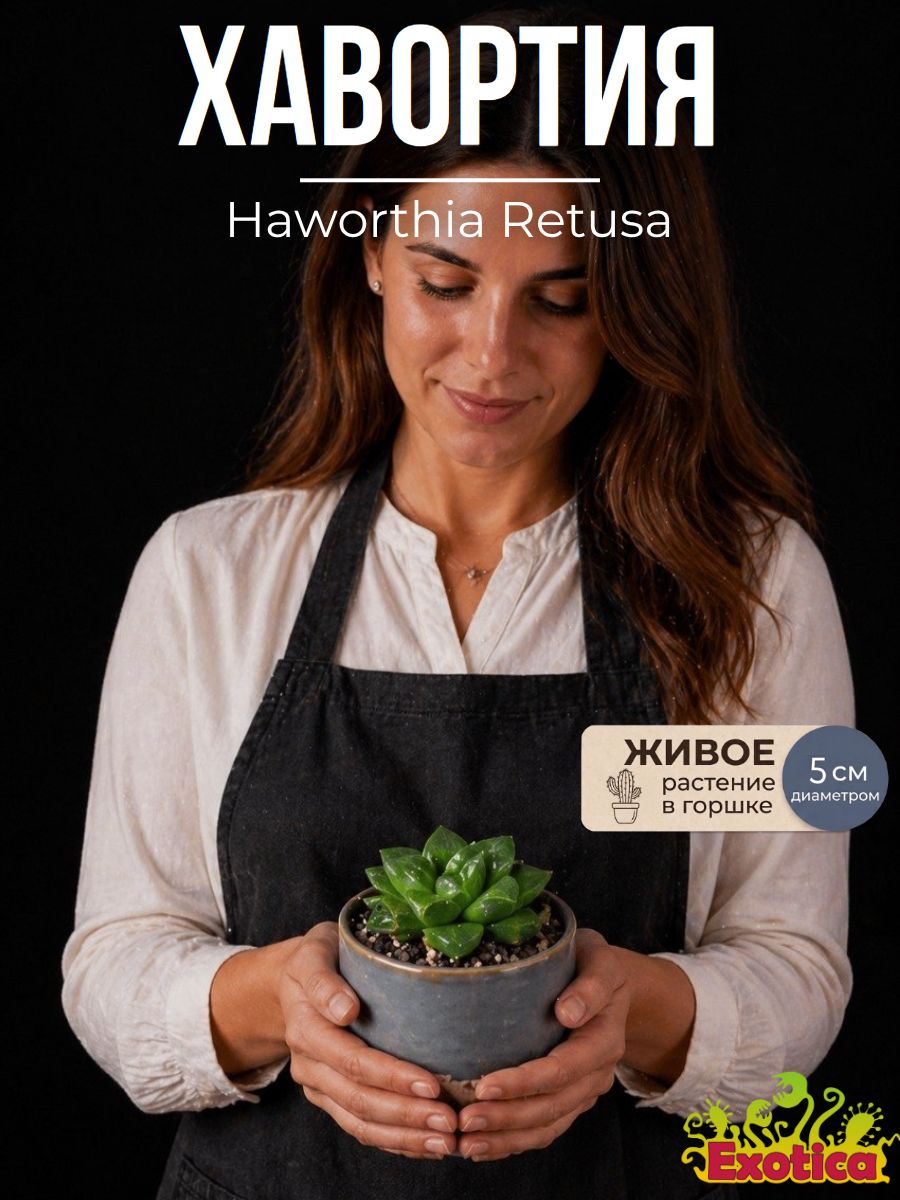 Хавортия Ретуза (Haworthia Retusa) D5см, живой цветок