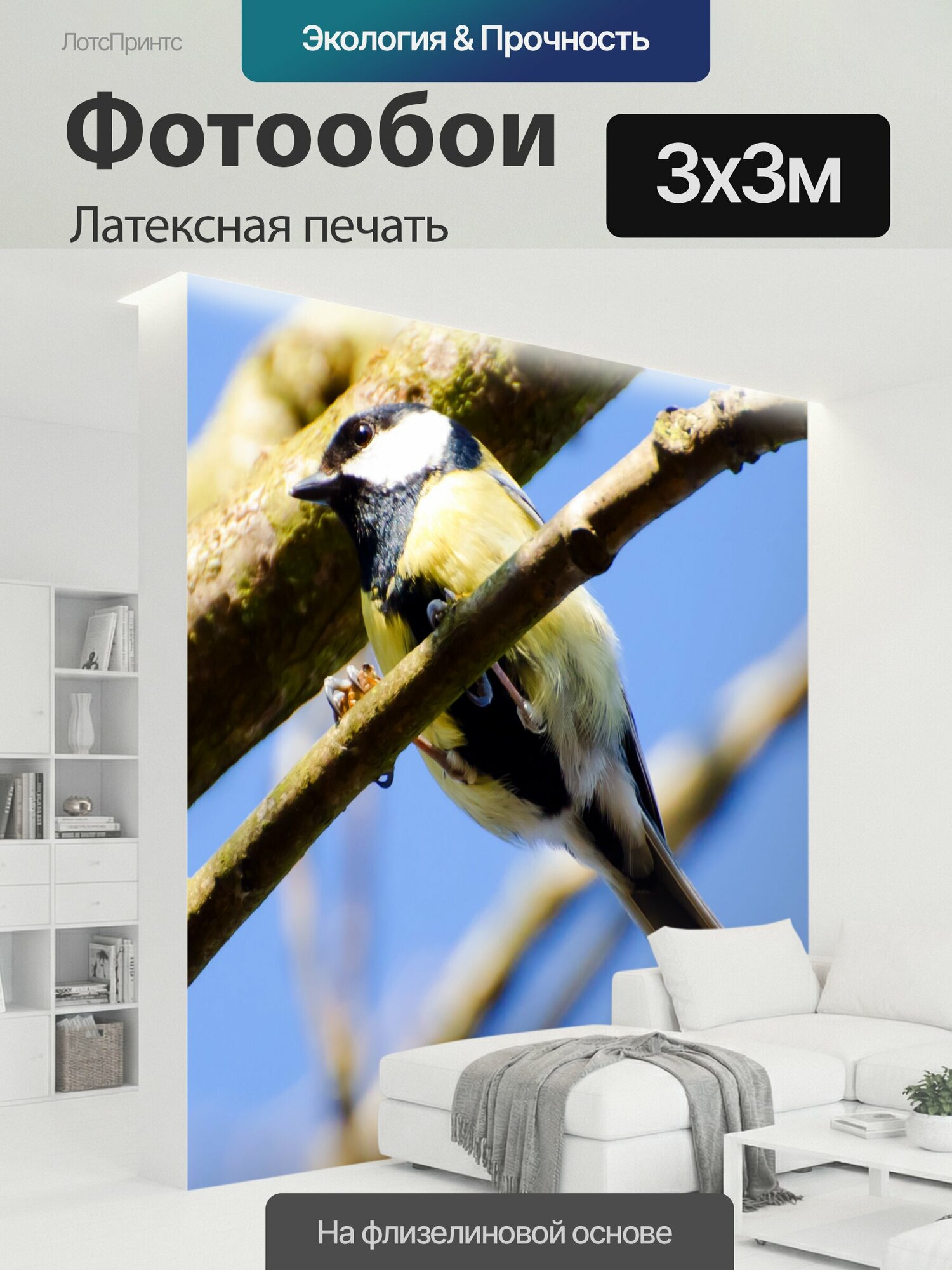 Фотообои моющиеся ударопрочные "Тит - Парус основных Тит - Парус основных животное клюв красота птица синий филиал ярко рождество цвет Европа." 300x300 см. латексная печать