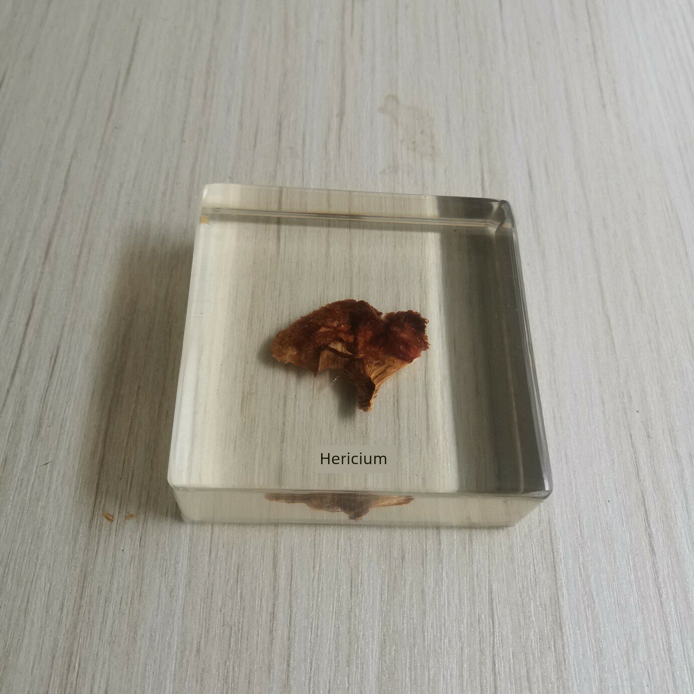 Натуральный экземпляр гриба Hericium erinaceus для учебного использования, подарка и демонстрации