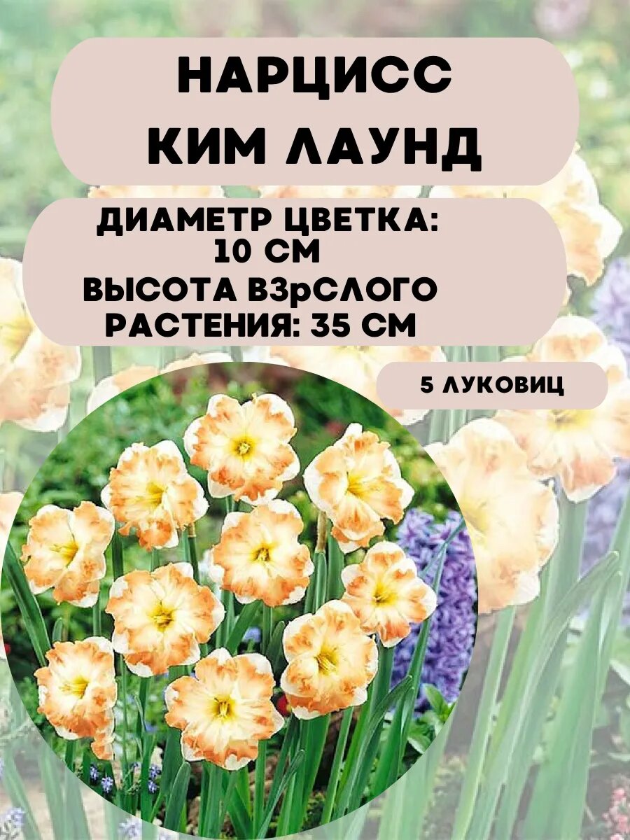 Луковицы нарцисса махрового