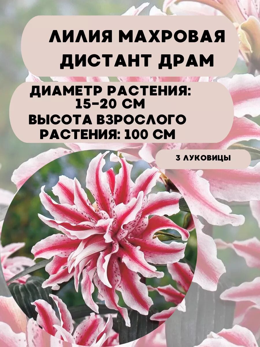 Лилия махровая; Азиатская лилия; Трубчатая лилия