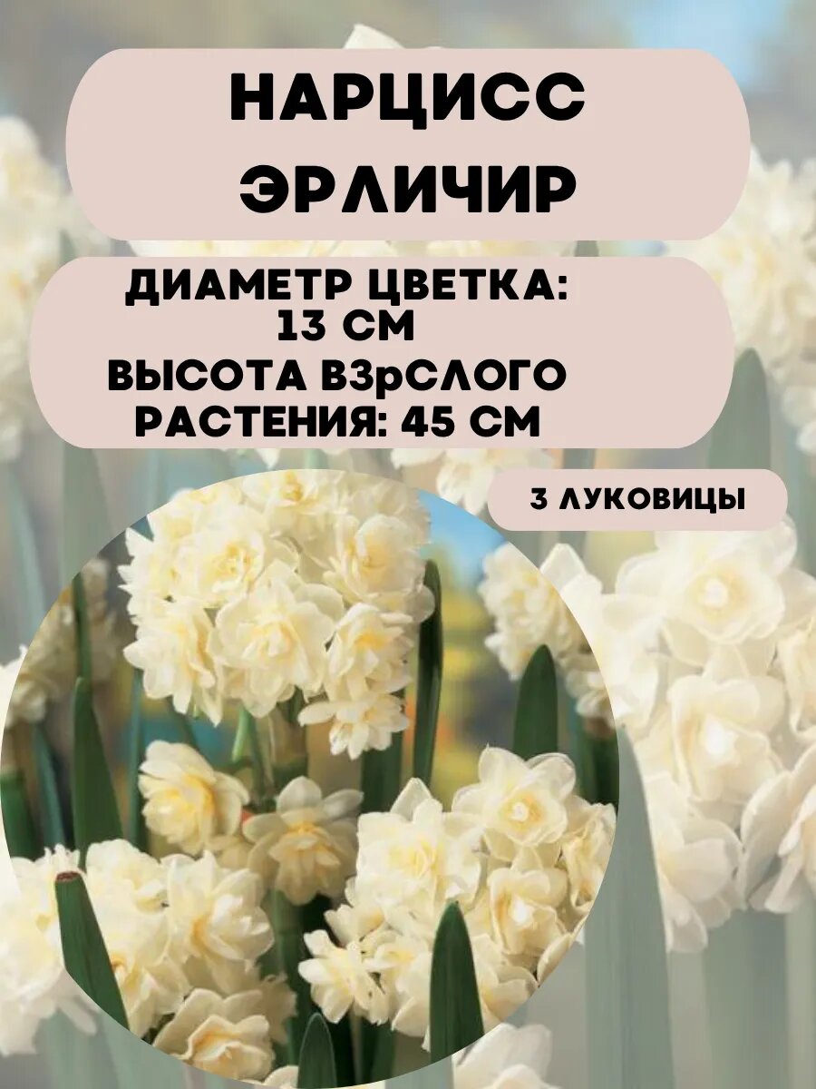 Нарцисс махровый / Луковицы нарцисса