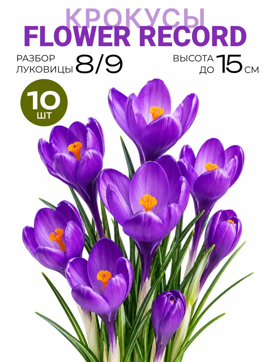 Крокусы луковицы для посадки многолетние