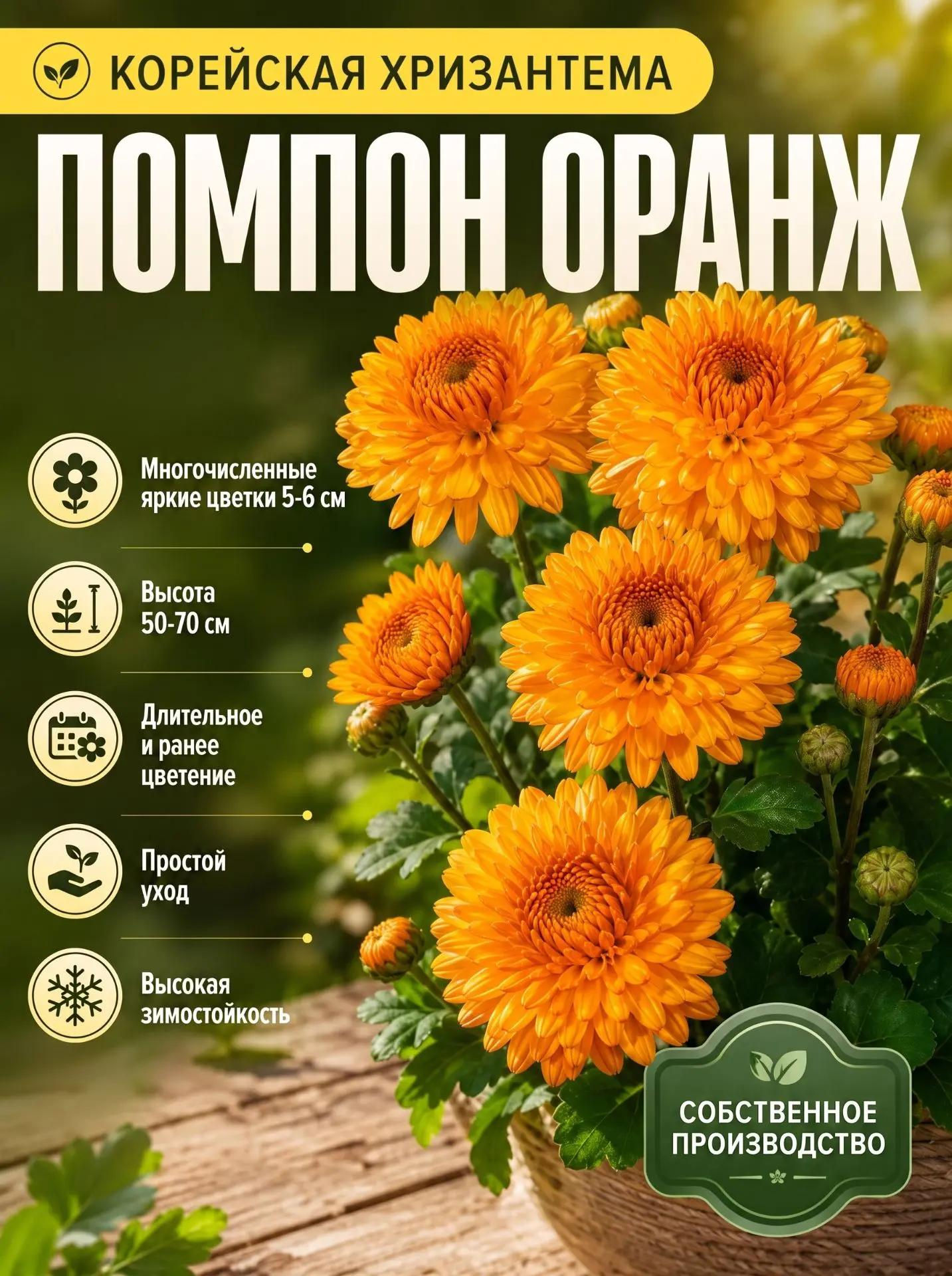 Хризантема корейская «Помпон Оранж»