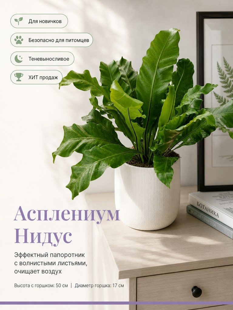 Асплениум Нидус (Костенец), Комнатный папоротник, Живое растение