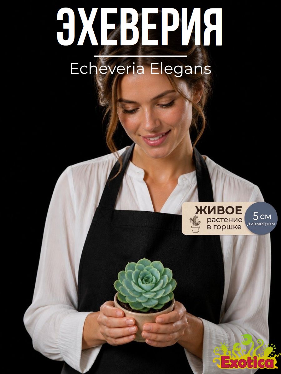 Эхеверия Изящная (Echeveria Elegans) D5см, домашний цветок