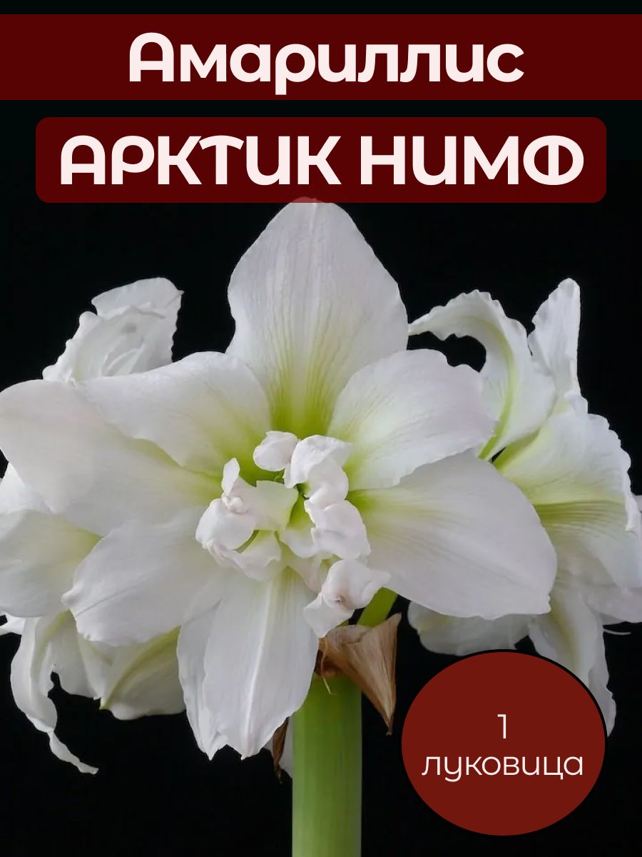 Амариллис Арктик Нимф луковицы 1 шт