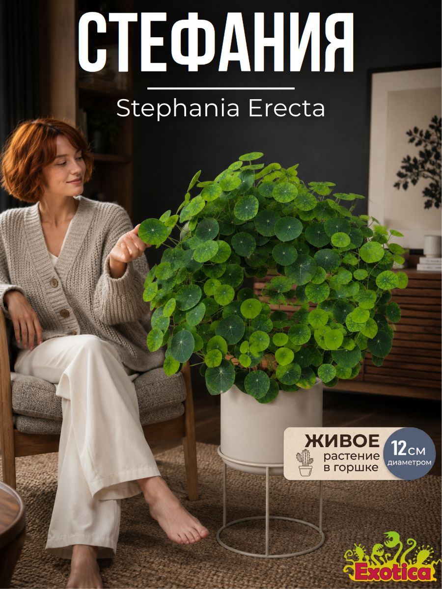 Стефания Cтоячая (Stephania Erecta) D12см, живое растение