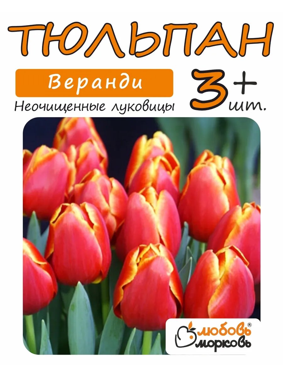 Тюльпан Луковица, Веранди, 3+ шт