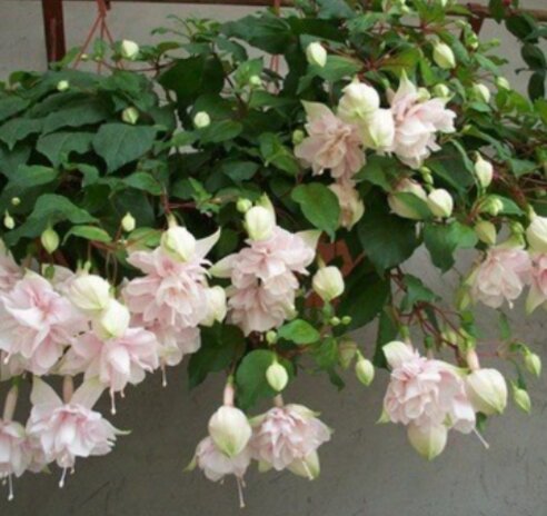 Фуксия махровая ампельная сорт Pink Marshmallow 1 шт.