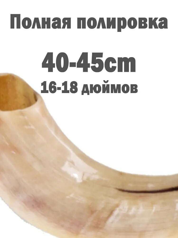 Большой шофар полная полировка 40-45 см (16-18") - изысканный и гладкий