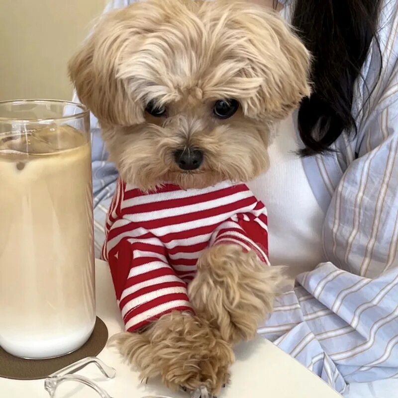 Белый жилет для щенков DOGGYZSTYLE, размер M