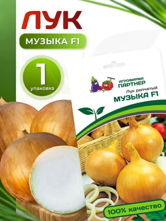 Семена лука Музыка — фото 1