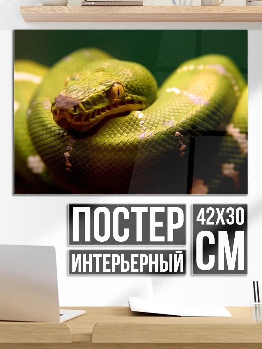 Плакат постер Зеленая змея свернулась