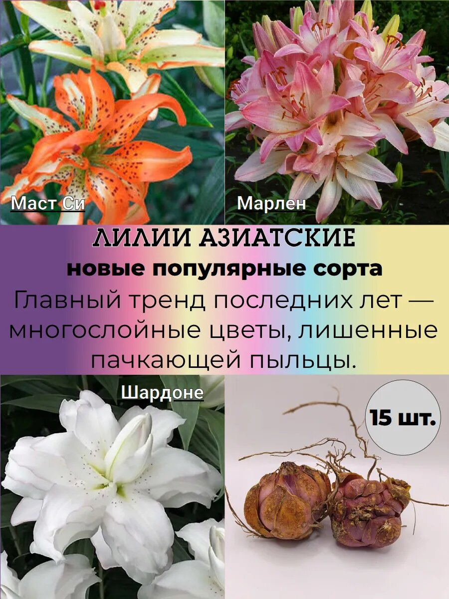 Лилии азиатские, новые популярные сорта, сет из 15 луковиц