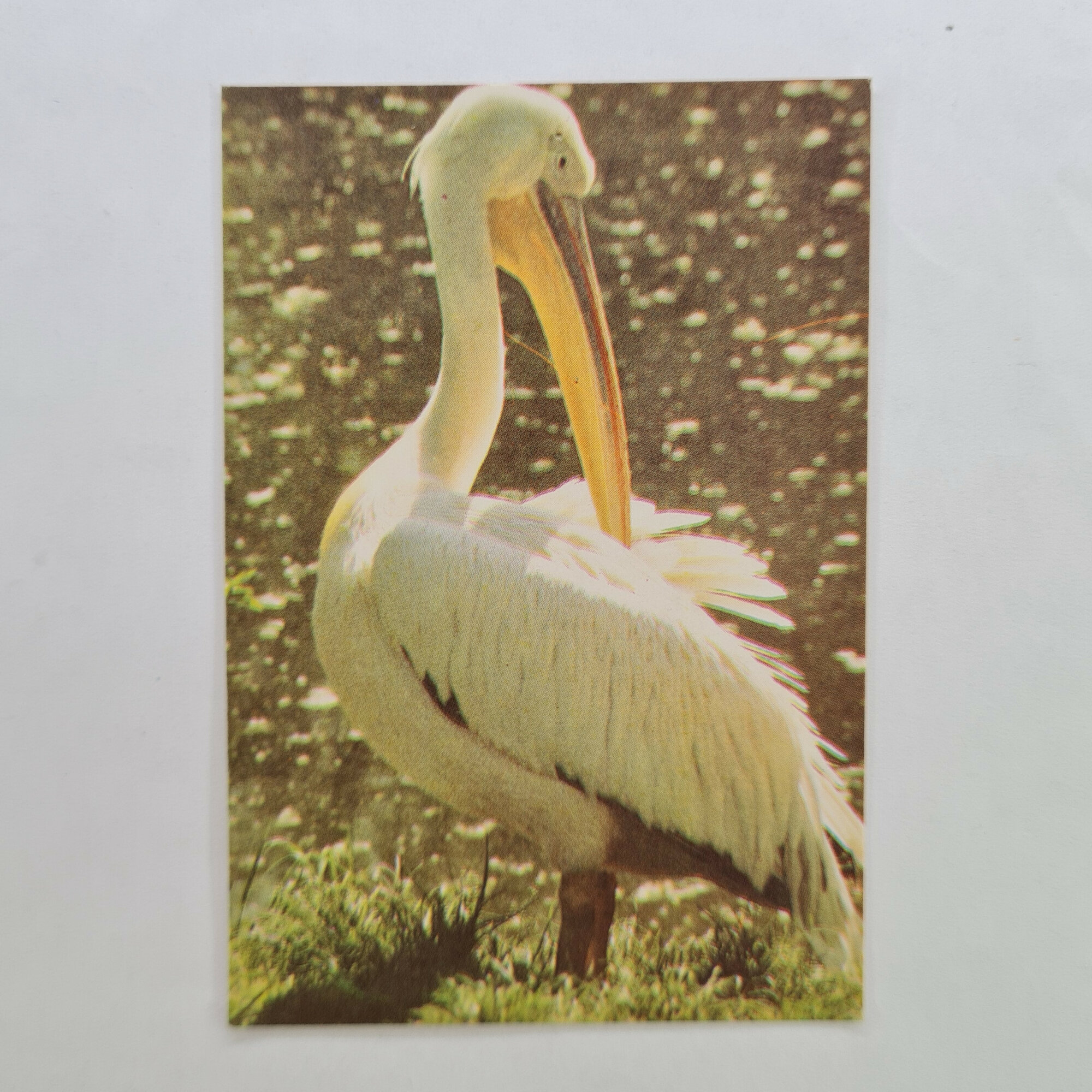 Карманный календарик 1991. Зоопарк Харьков, пеликан, животные. Календарь винтажный