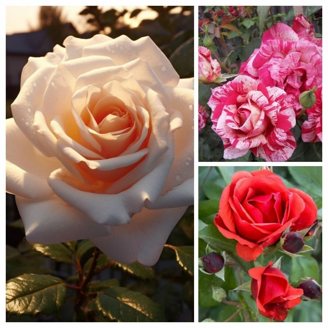 Комплект чайно-гибридных роз Мирабай 3 шт