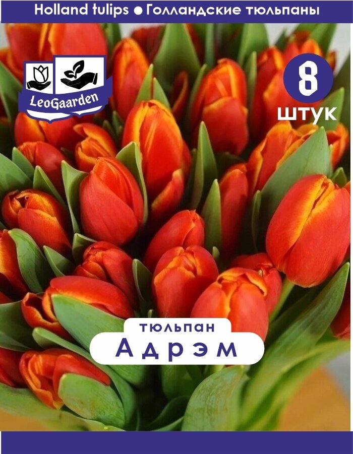 Тюльпан Луковица, Адрэм, 8 шт (LeoGaarden)