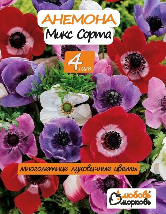 Анемона, микс сорта 4шт