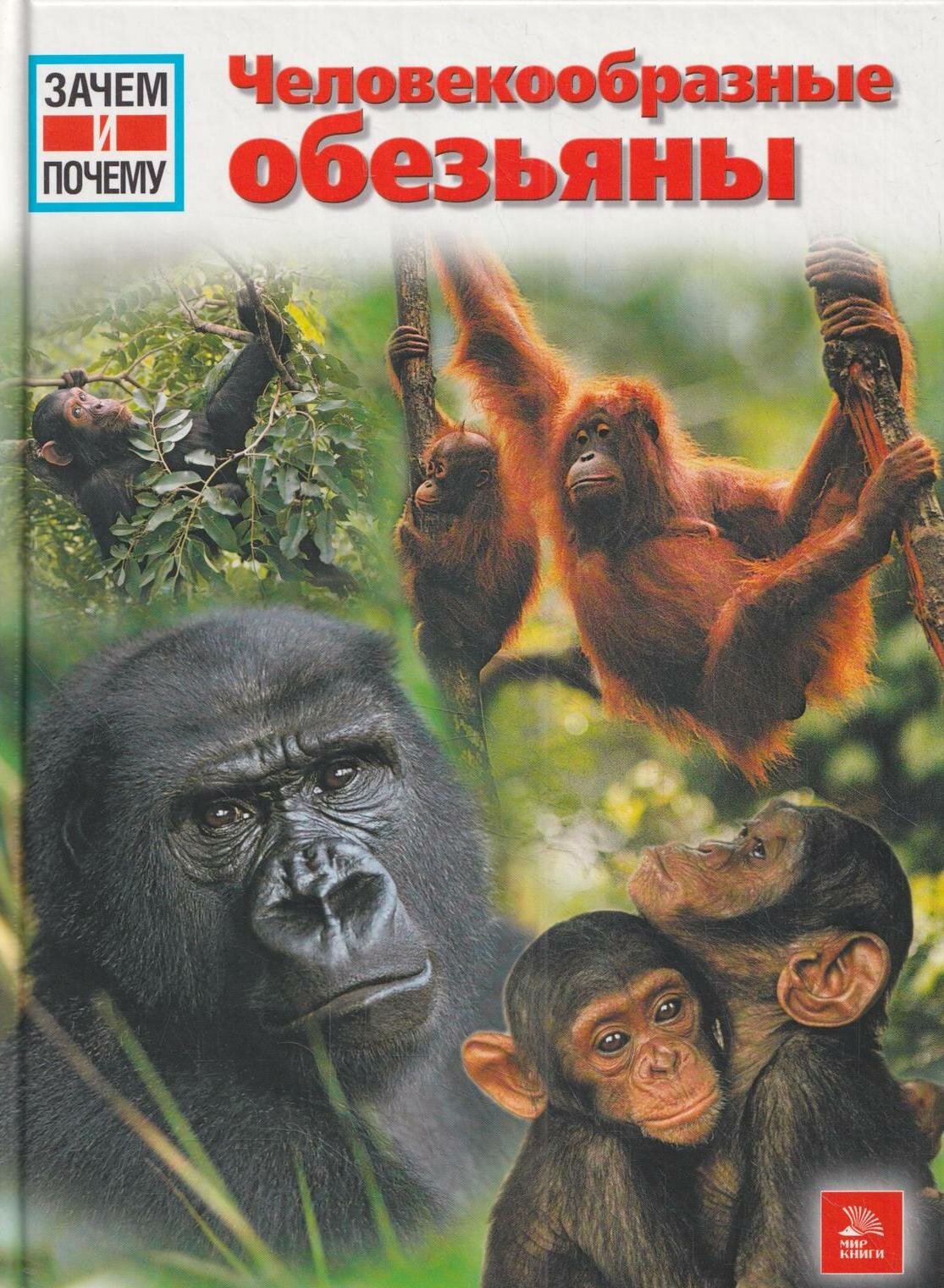 Человекообразные обезьяны