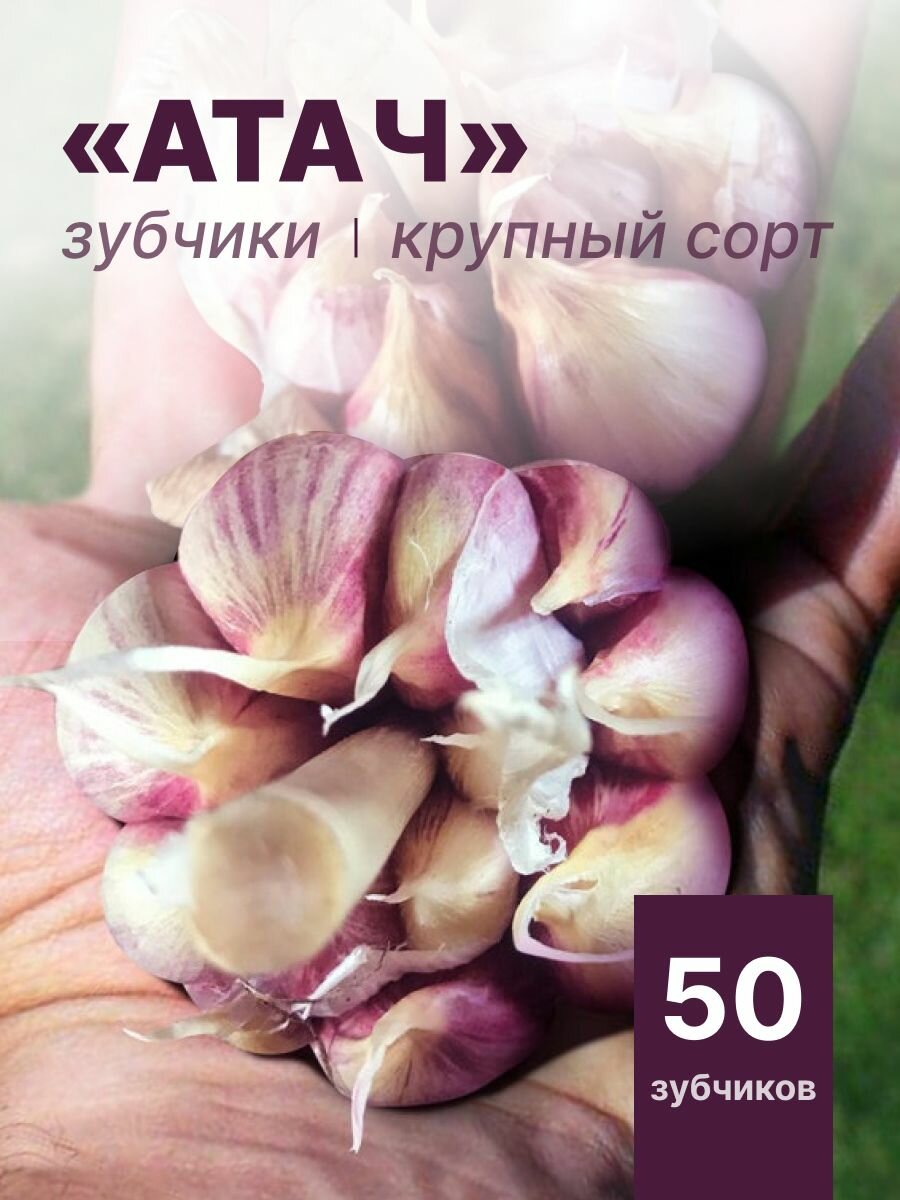 Зубчики чеснока на посадку "Атач" 50шт
